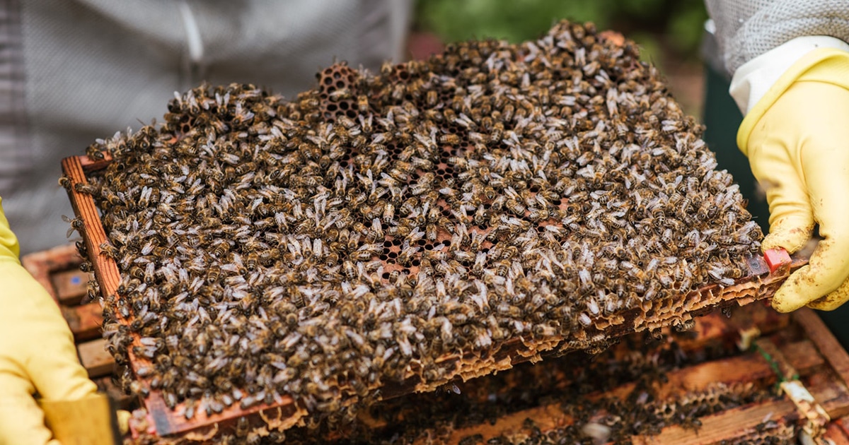 Varroa destructor → C'est quoi et quel traitement ? | Que veut dire