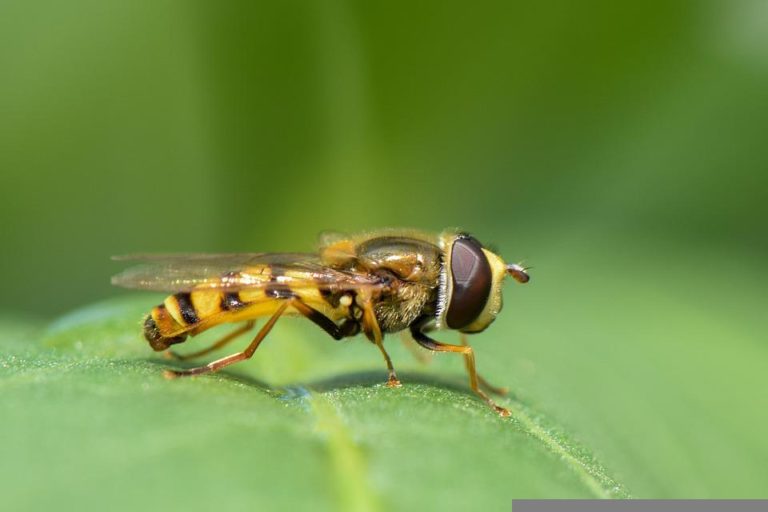 Qu'est-ce-qu'un syrphe ? Définition | Que veut dire