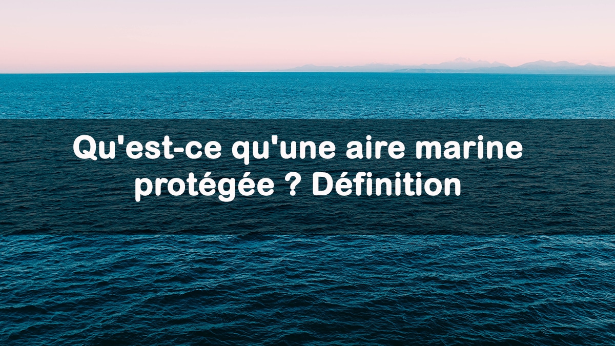 Qu'est-ce qu'une aire marine protégée ? Définition | Que veut dire