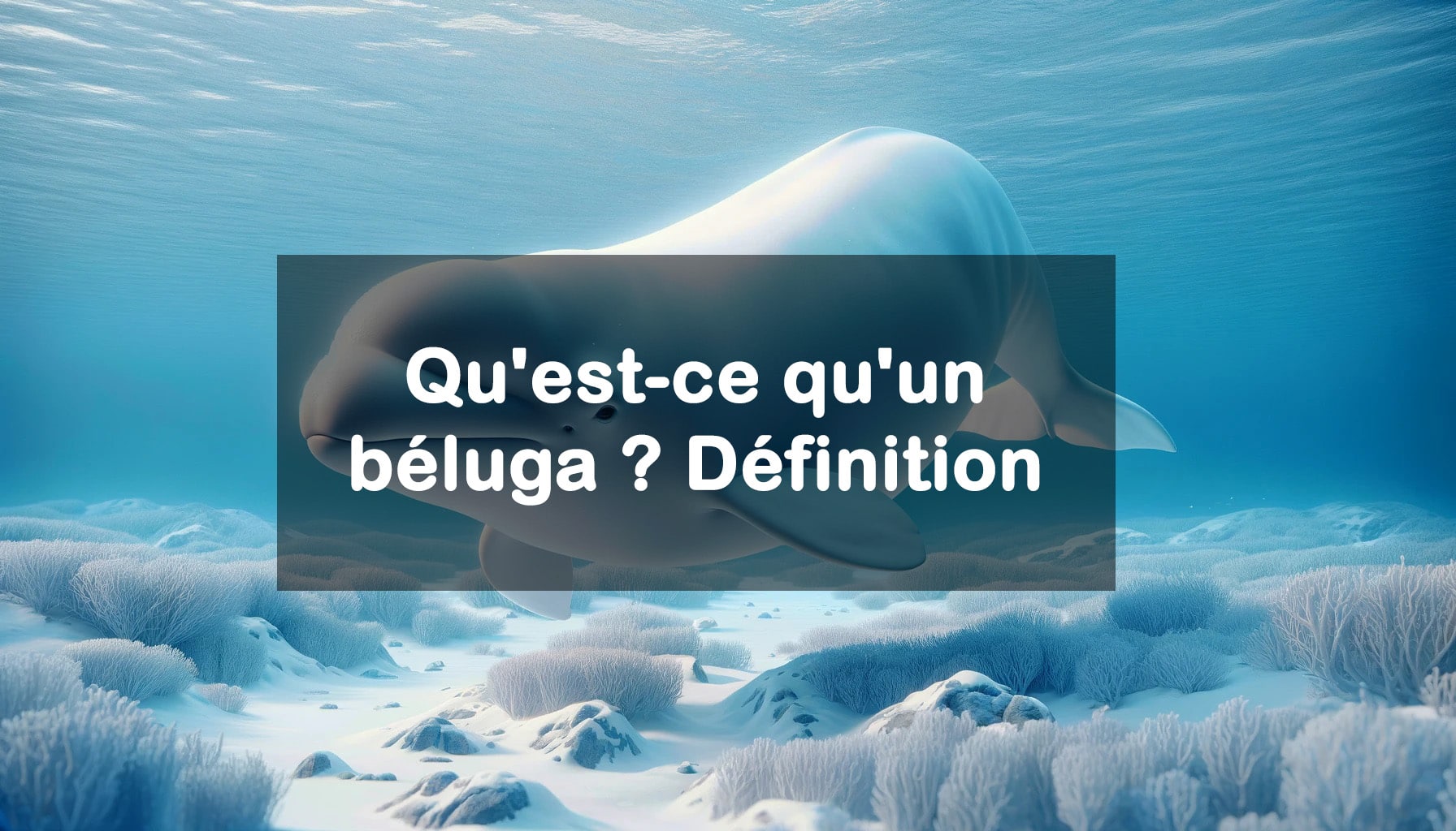 Qu'est-ce qu'un béluga ? Définition | Que veut dire